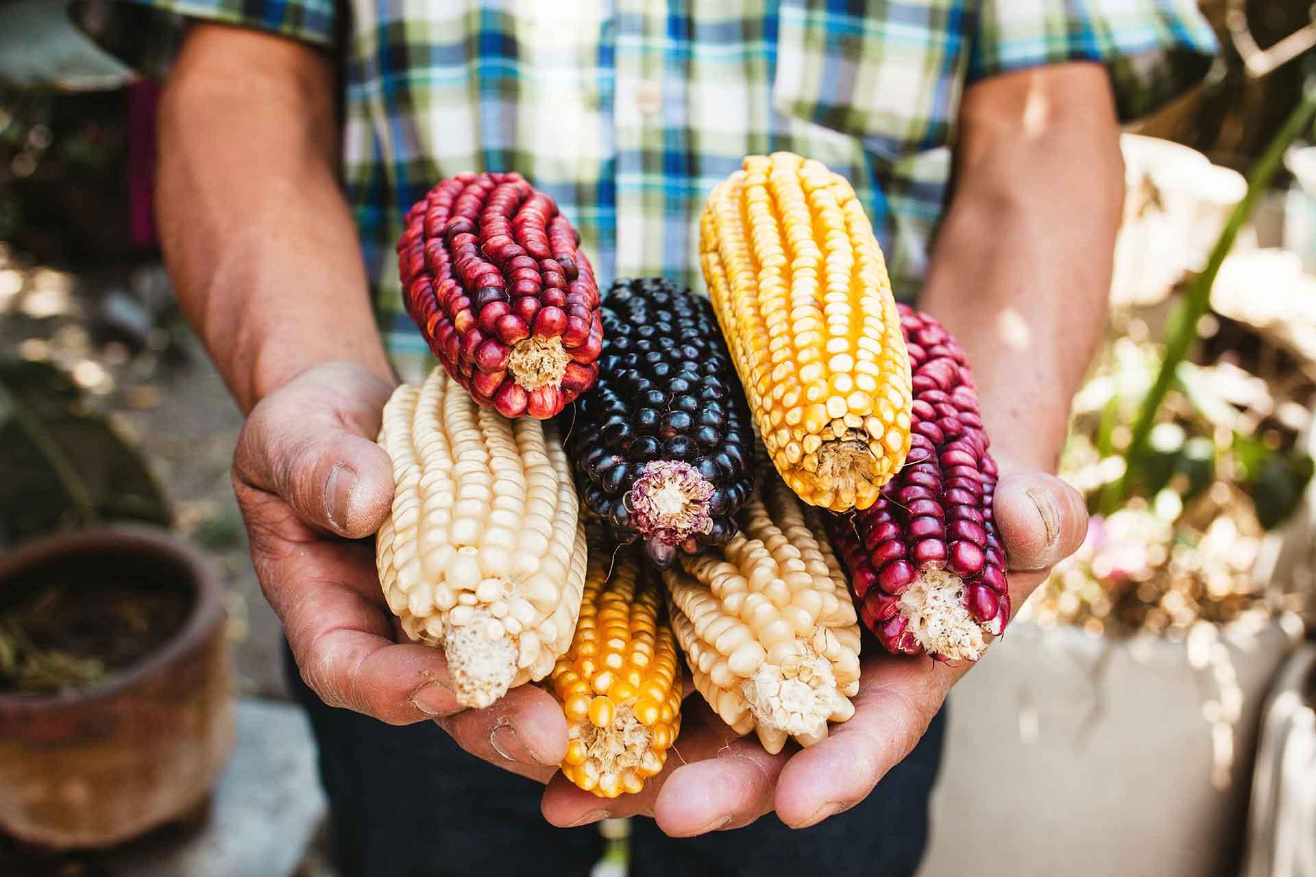 Agrobiodiversidad – Fundación Plan21